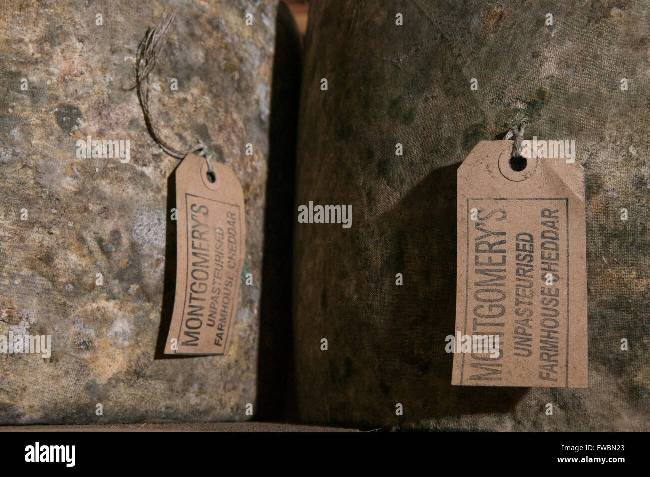 Rounds of british cheddar cheese sitting on shelves in a cool room and ...