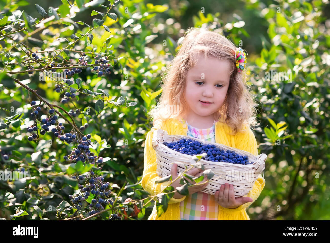 Kids picking fresh berries on blueberry field. Children pick blue berry ...