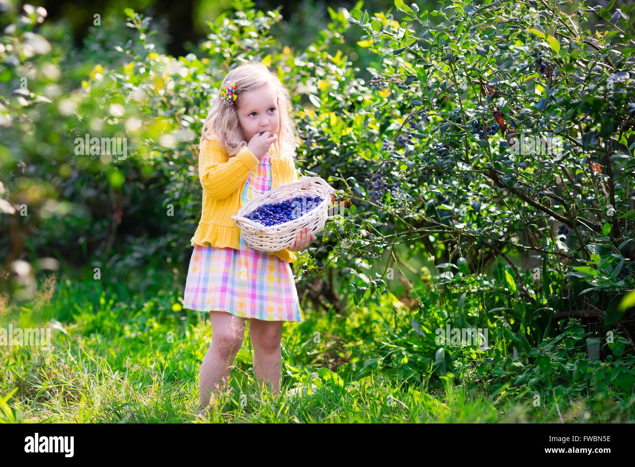 Kids picking fresh berries on blueberry field. Children pick blue berry ...