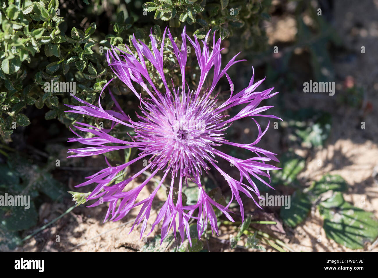 A large purple Knapweed flower from Portugal Stock Photo - Alamy