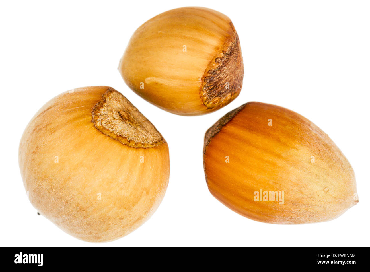 Three forest hazelnuts isolated on white background Stock Photo - Alamy