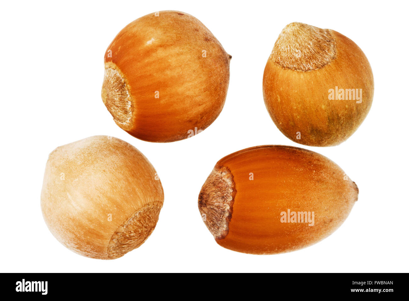 Four forest hazelnuts isolated on white background Stock Photo - Alamy