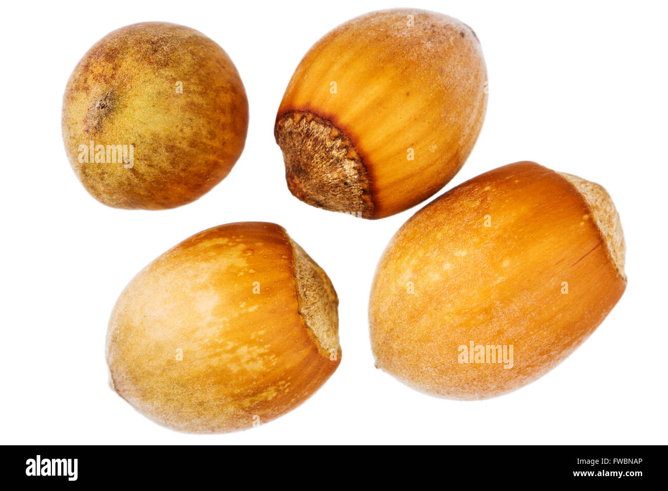 Four forest hazelnuts isolated on white background Stock Photo - Alamy