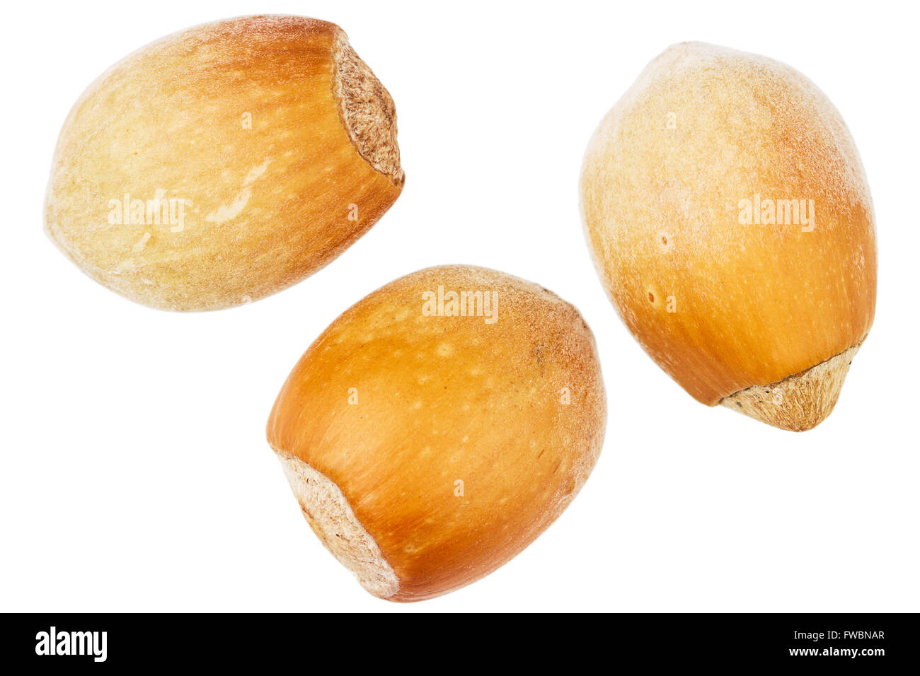 Three forest hazelnuts isolated on white background Stock Photo - Alamy