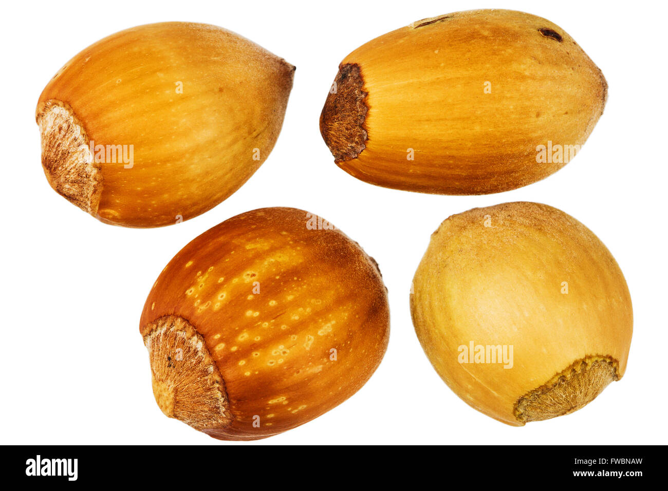 Four forest hazelnuts isolated on white background Stock Photo - Alamy