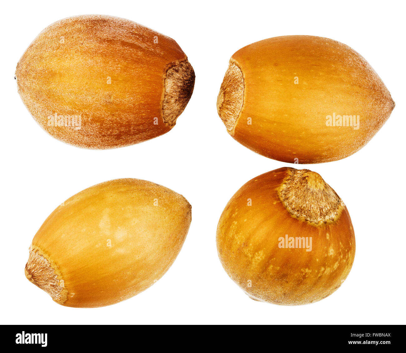 Four forest hazelnuts isolated on white background Stock Photo - Alamy