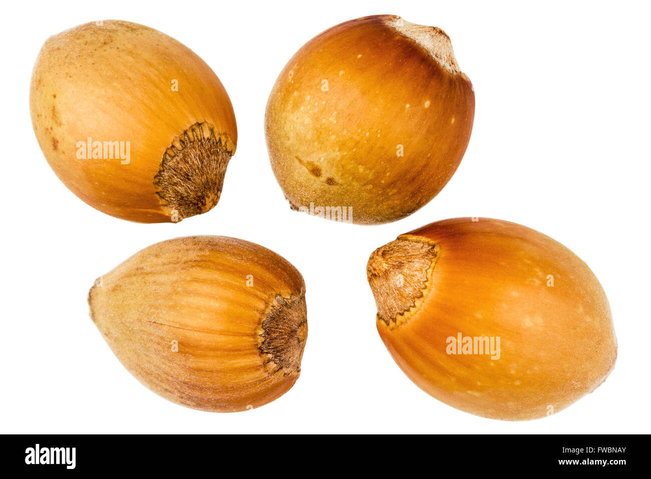 Four forest hazelnuts isolated on white background Stock Photo - Alamy