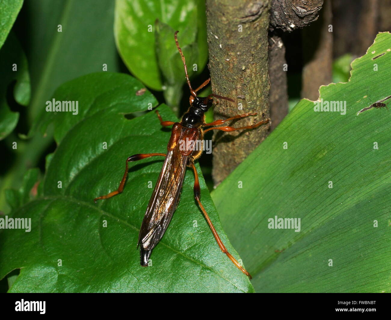 Longhorn beetle (long-horned, longhorn beetles, longicorns) Necydalis ...