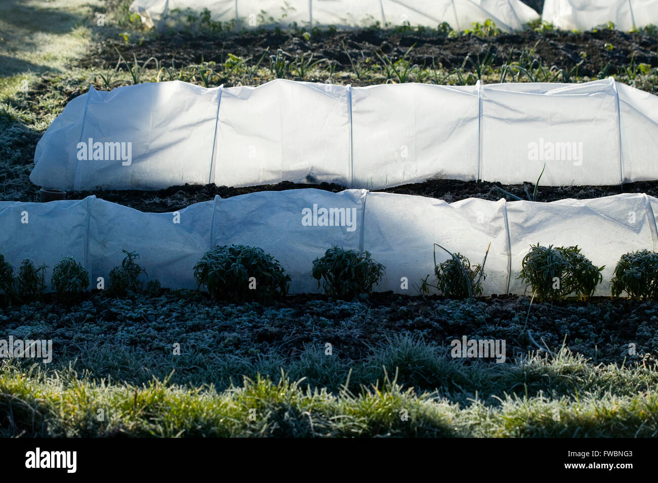 A set of Cloche covers made from translucent plastic and formed inot a ...