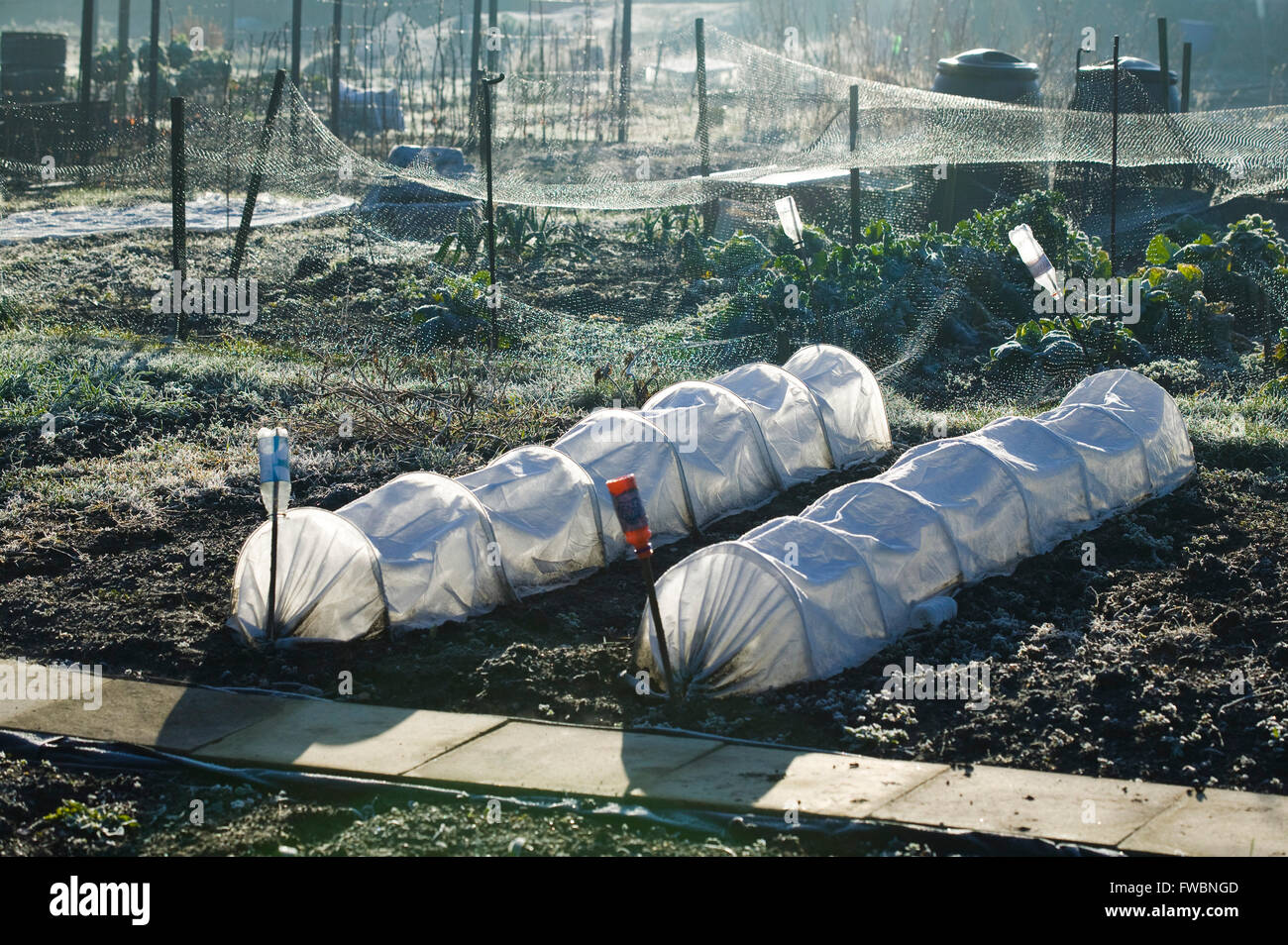 A set of Cloche covers made from translucent plastic and formed inot a ...