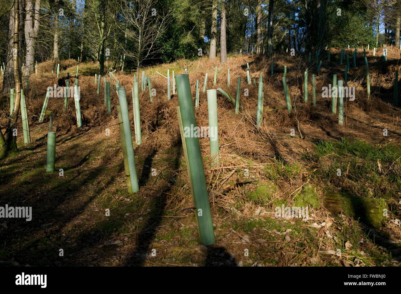 A forest clearing showing areas where new saplings have been planted ...