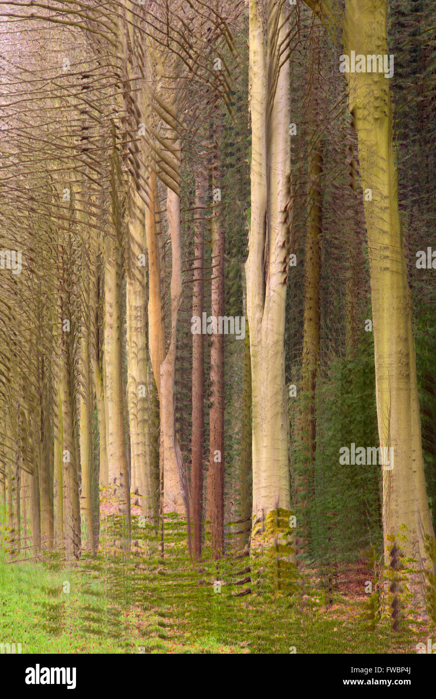 Beech tree illustration hi-res stock photography and images - Alamy