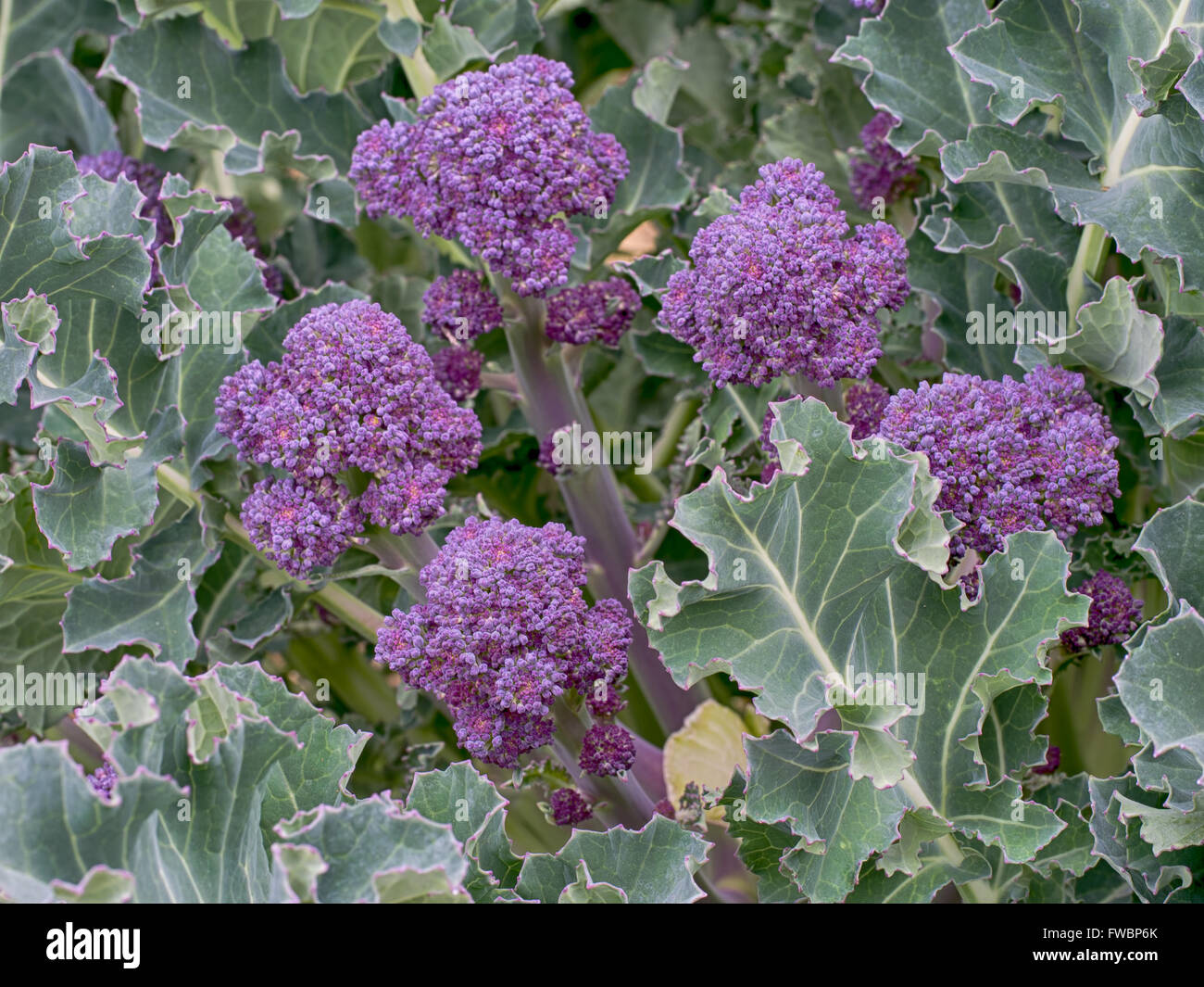 Purple sprouting broccoli hi-res stock photography and images - Alamy
