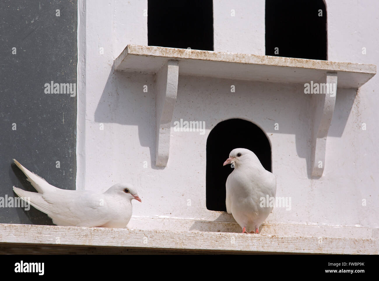 White Doves or Fan-Tailed Pigeons in an historic Dovecote Stock Photo ...