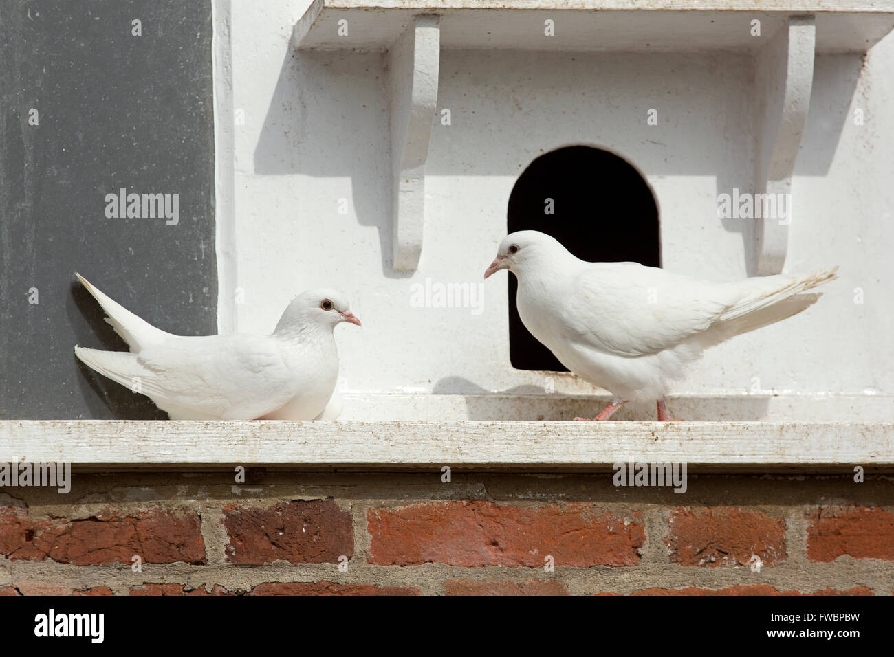 White Doves or Fan-Tailed Pigeons in an historic Dovecote Stock Photo ...