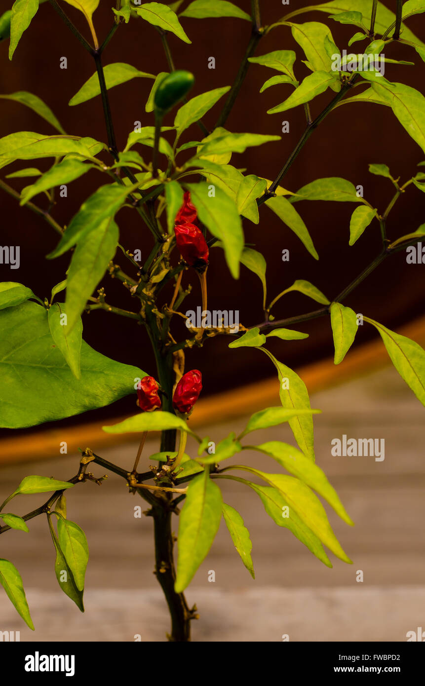 details of a plant of red hot chili pepper Stock Photo - Alamy
