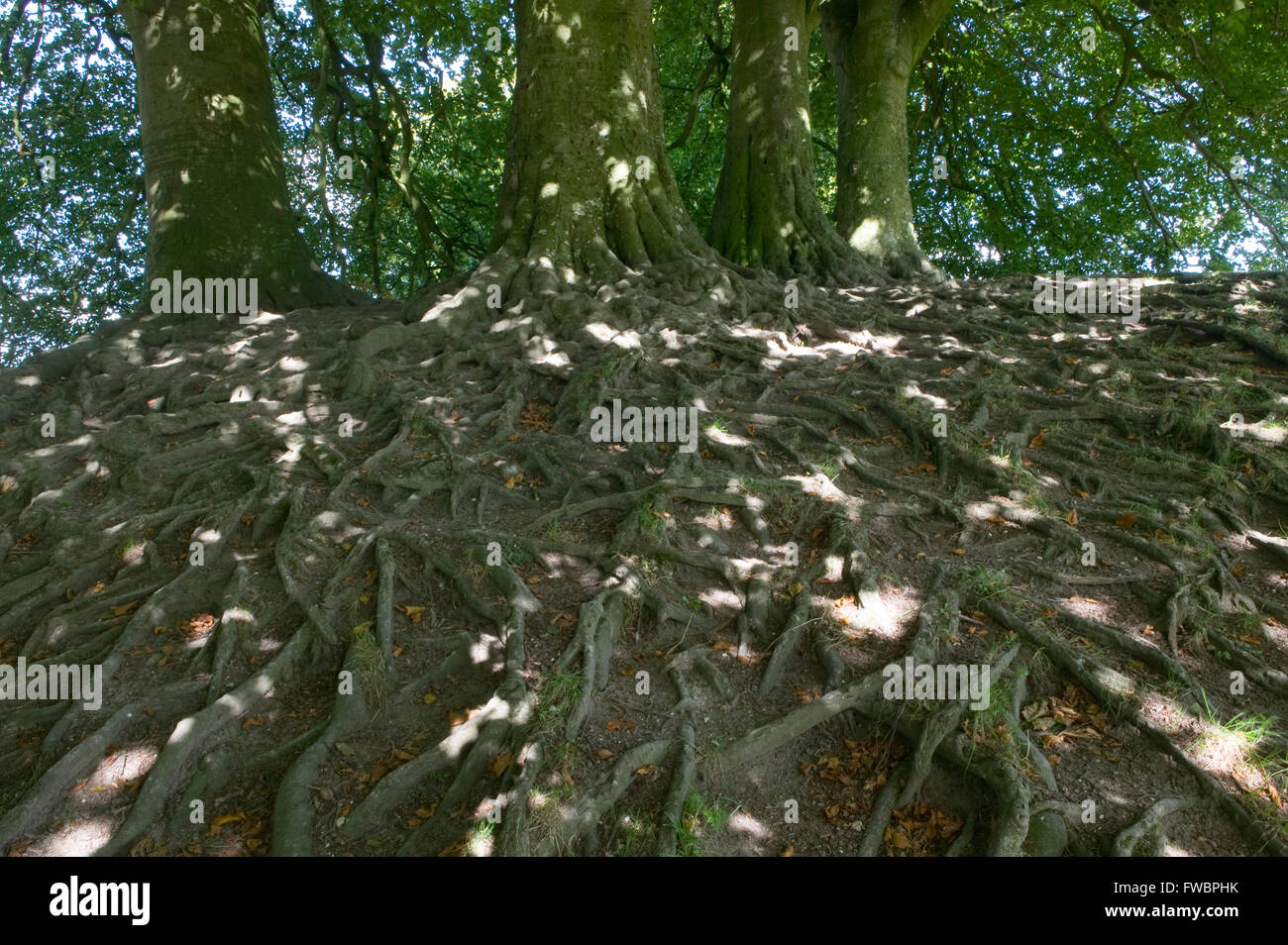 A clump of very old beech trees showing the mass of roots that have ...