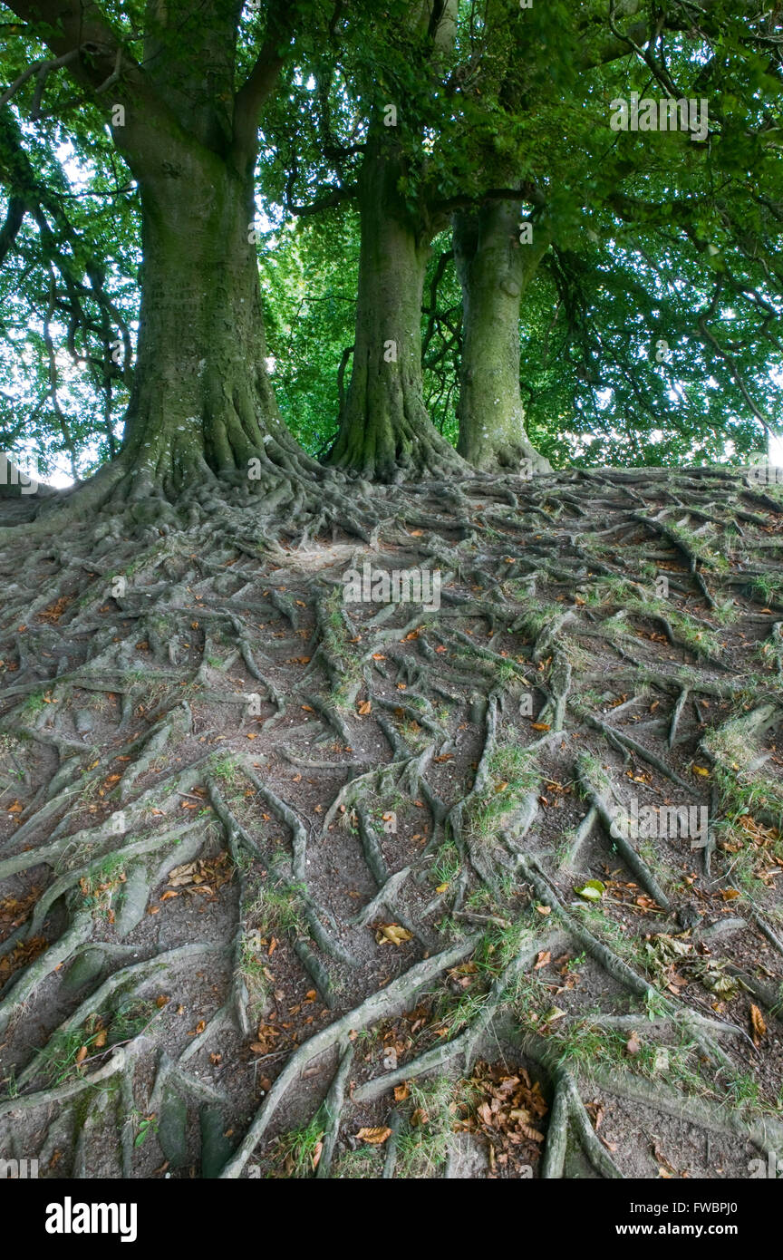 A clump of very old beech trees showing the mass of roots that have ...