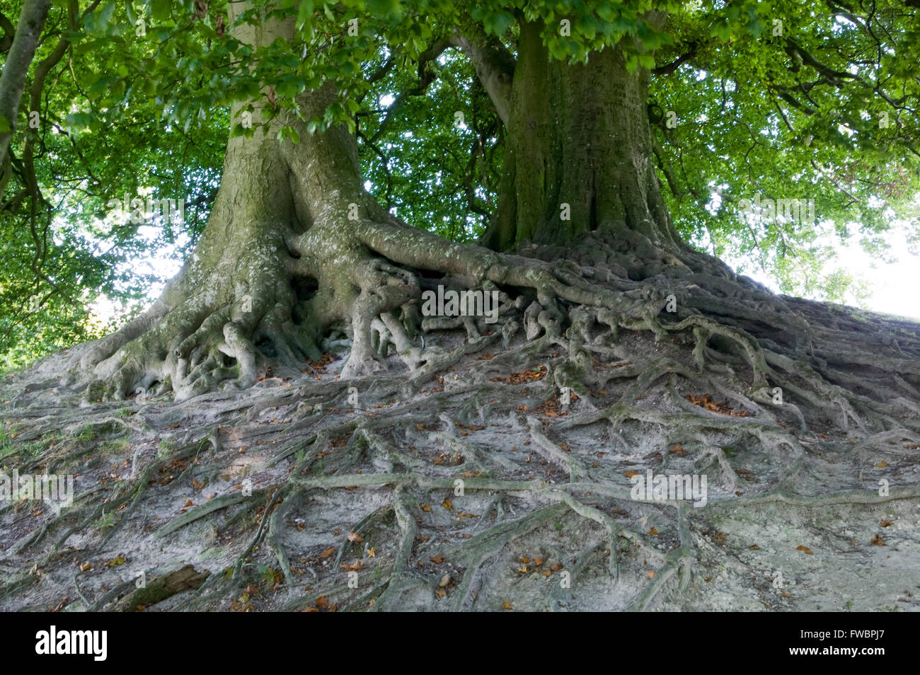A clump of very old beech trees showing the mass of roots that have ...