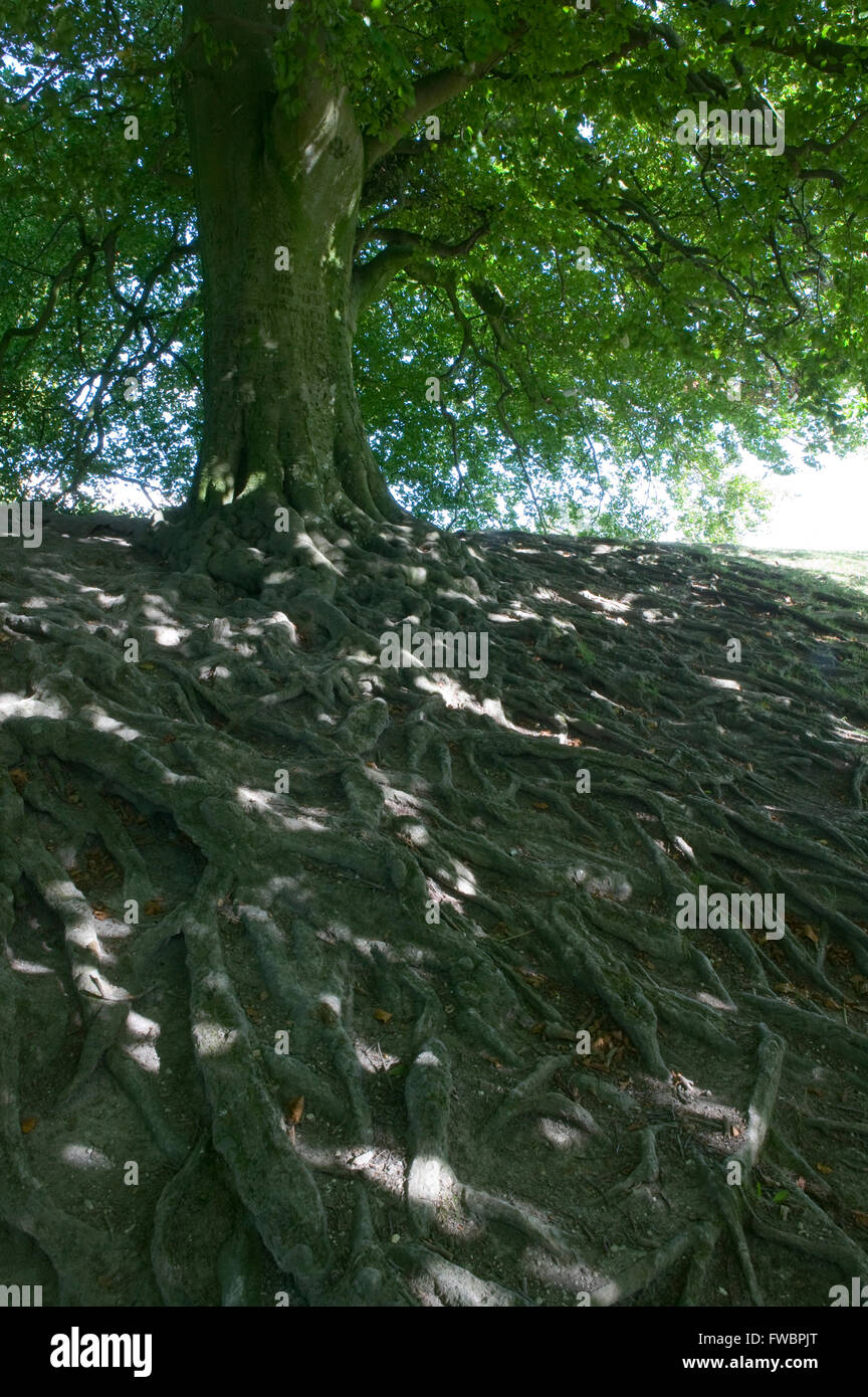 A clump of very old beech trees showing the mass of roots that have ...