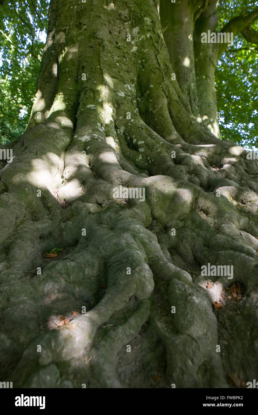 A clump of very old beech trees showing the mass of roots that have ...