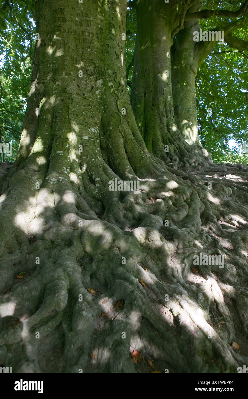 A clump of very old beech trees showing the mass of roots that have ...
