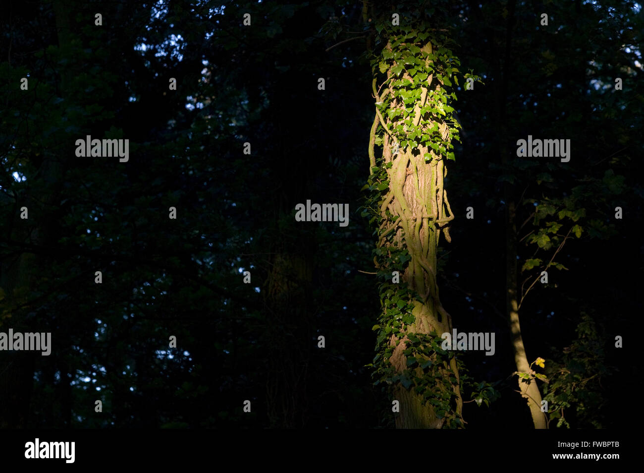 Ivy strangling tree hi-res stock photography and images - Alamy