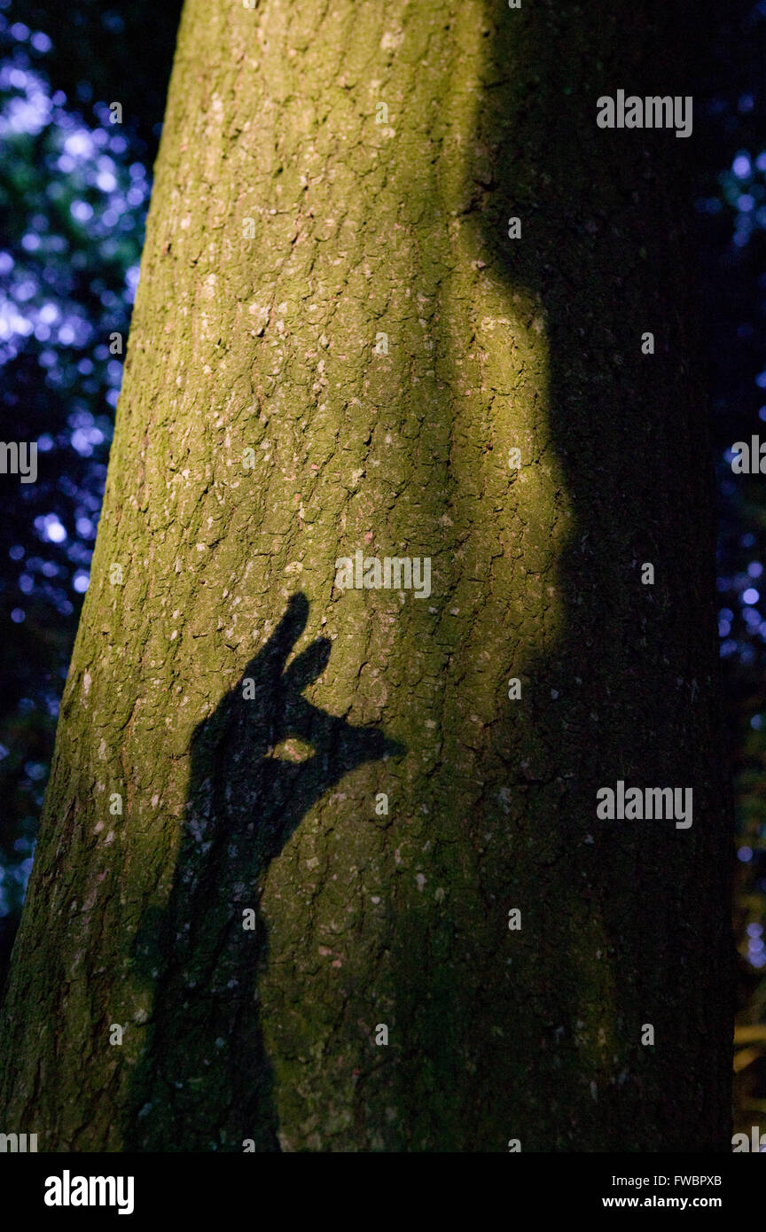A beam of evening light falls across the trunk of an ancient tree in a ...