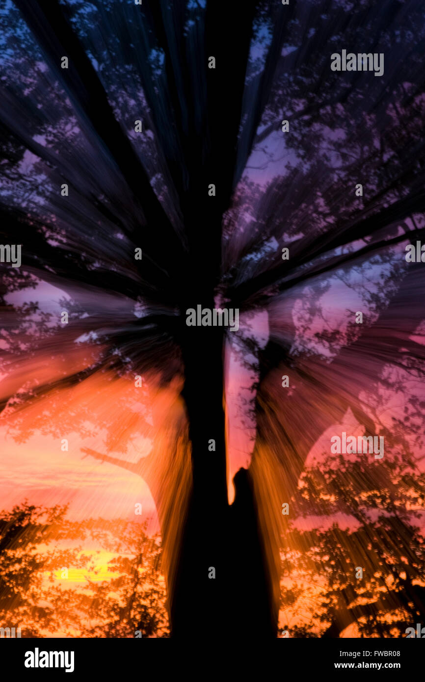 Swirling patterns of light are created by a sunset viewed frominside a ...