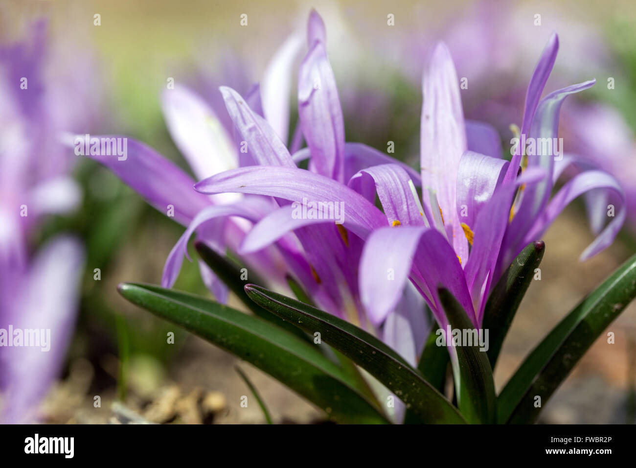Colchicum bulbocodium syn. Bulbocodium vernum, the Spring Meadow ...