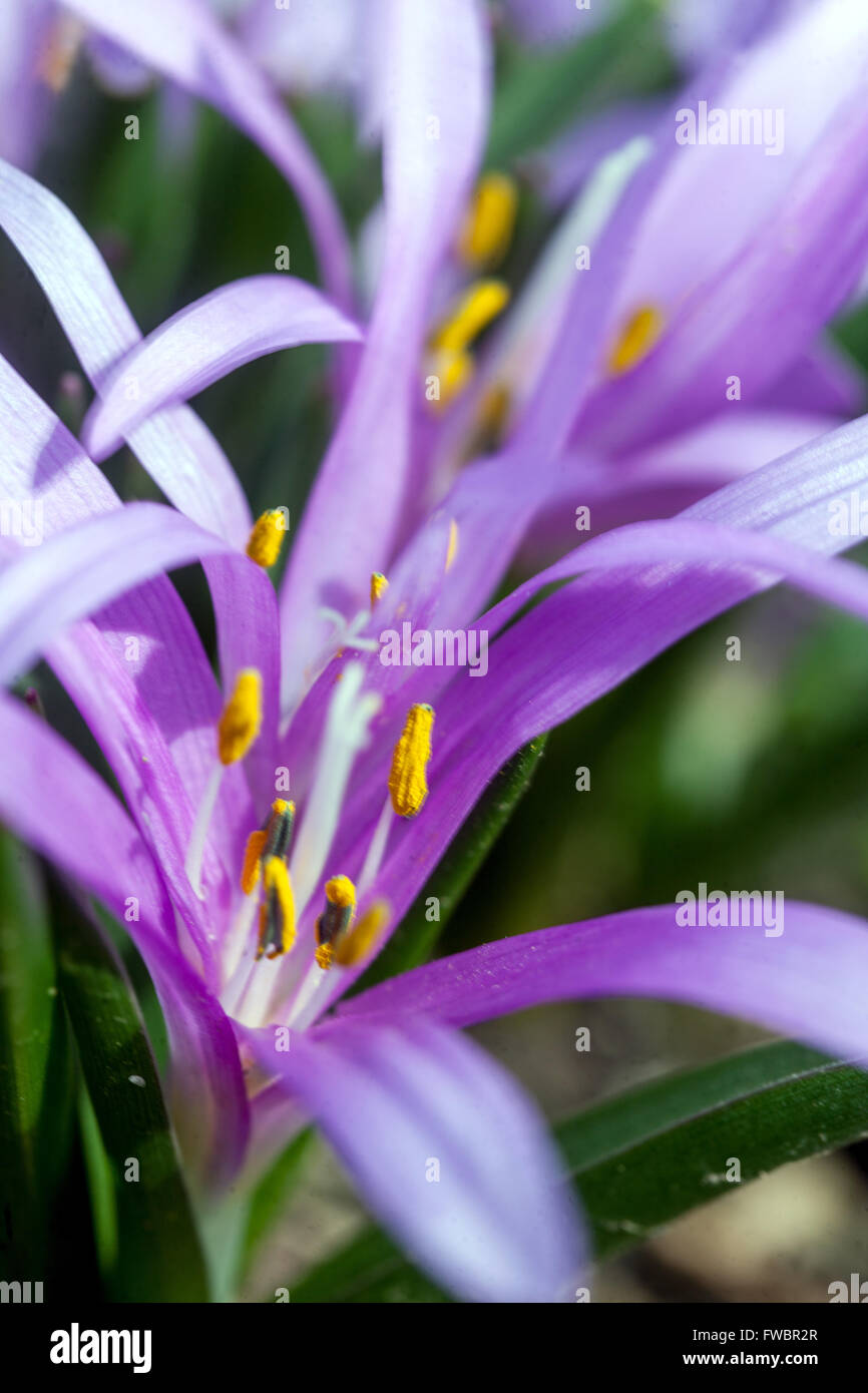 Meadow saffron hi-res stock photography and images - Alamy