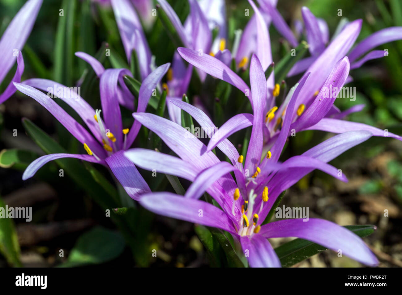 Meadow saffron hi-res stock photography and images - Alamy