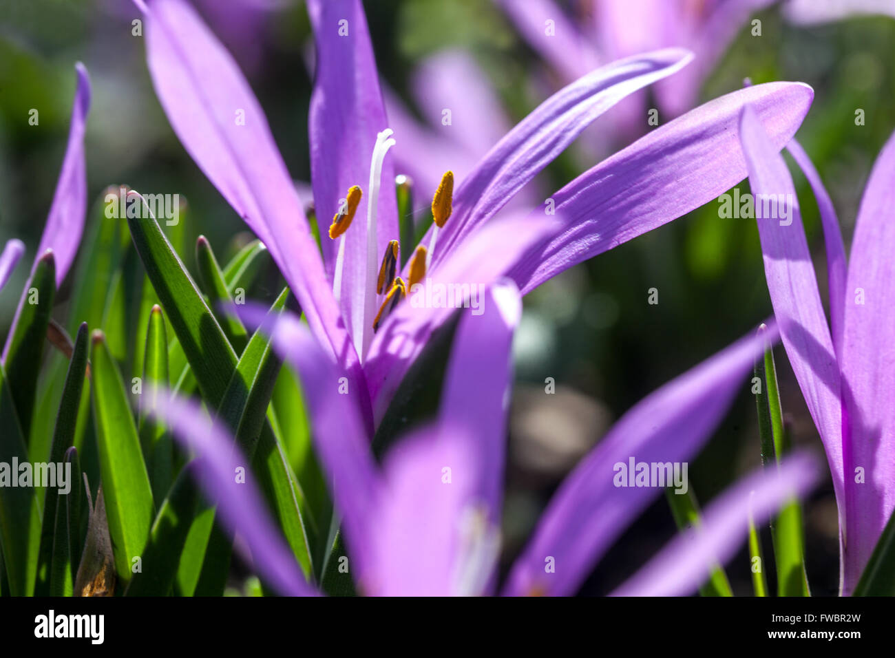 Colchicum bulbocodium syn. Bulbocodium vernum, the Spring Meadow ...