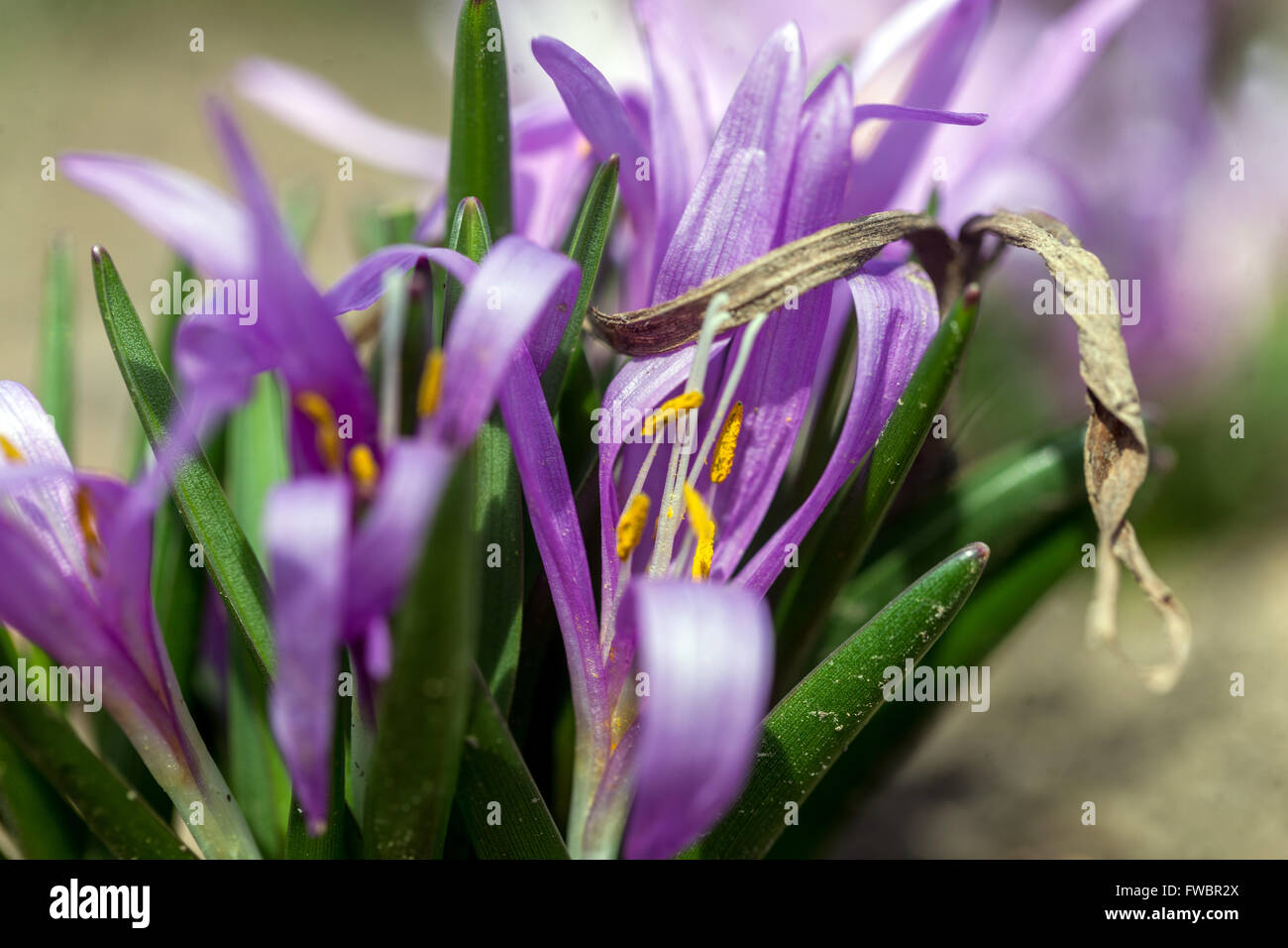 Meadow saffron hi-res stock photography and images - Alamy