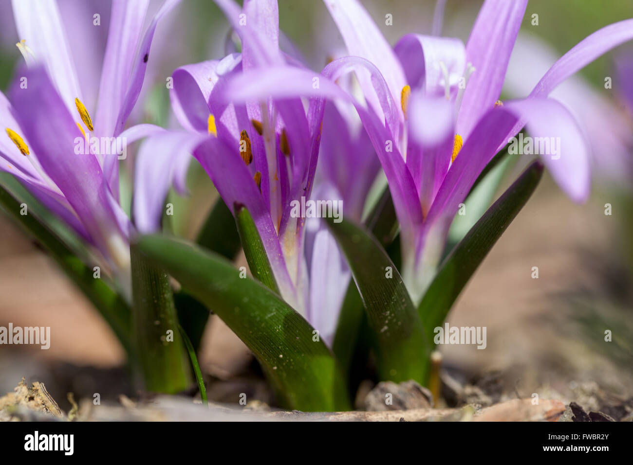 Meadow saffron hi-res stock photography and images - Alamy