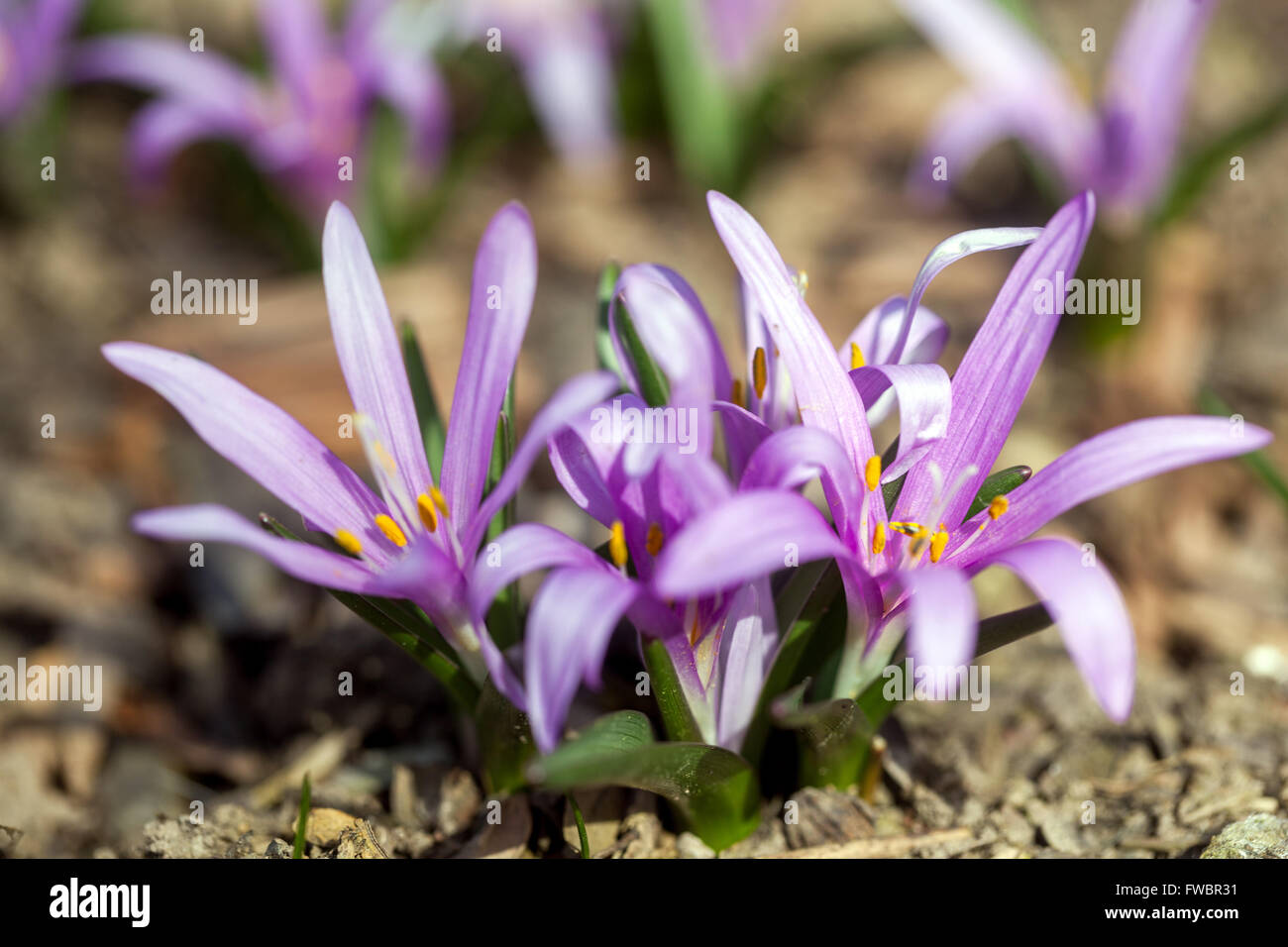 Saffron flower hi-res stock photography and images - Alamy