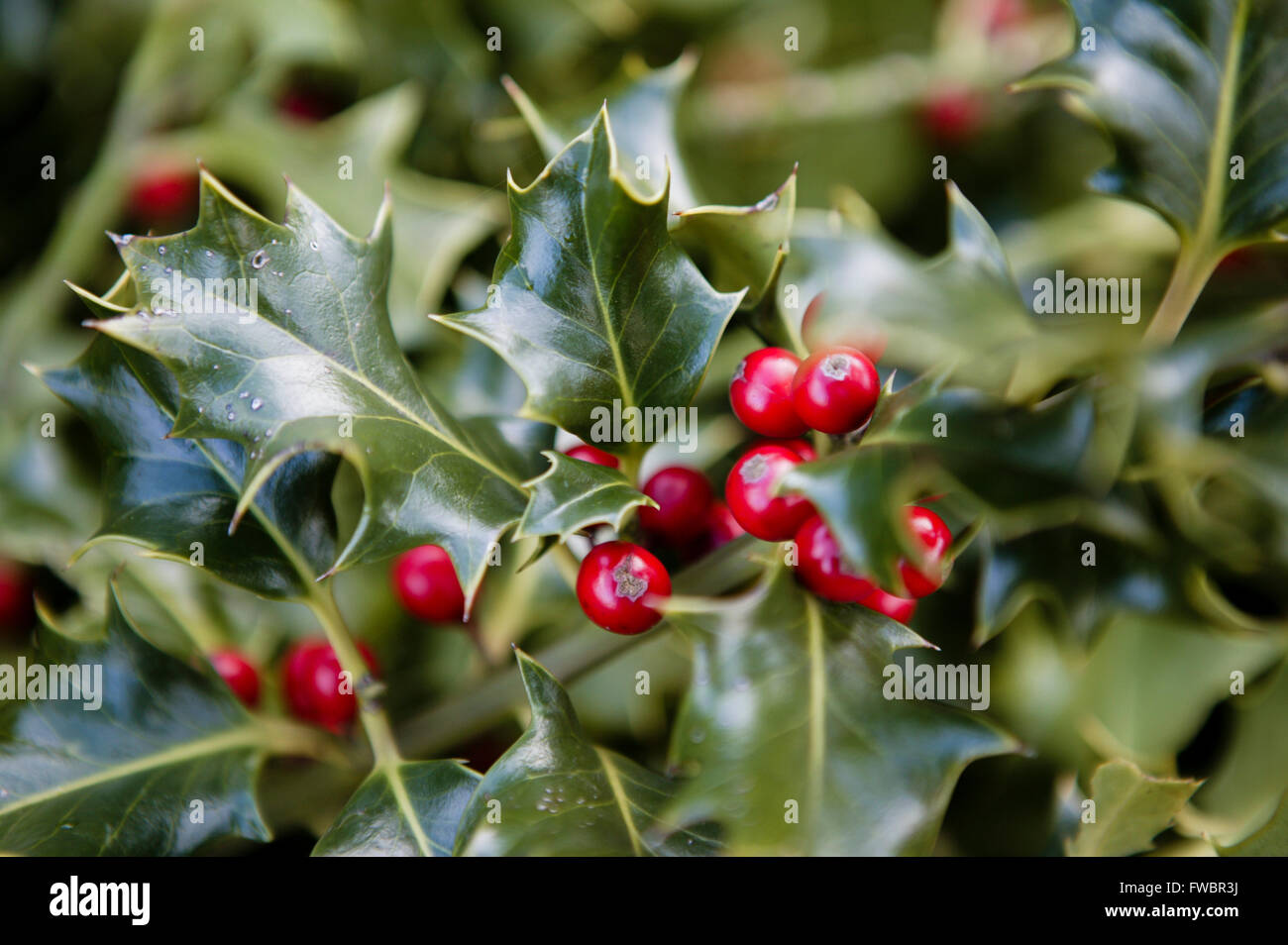 Holly leaves and deep red berries in the uk countryside Stock Photo - Alamy