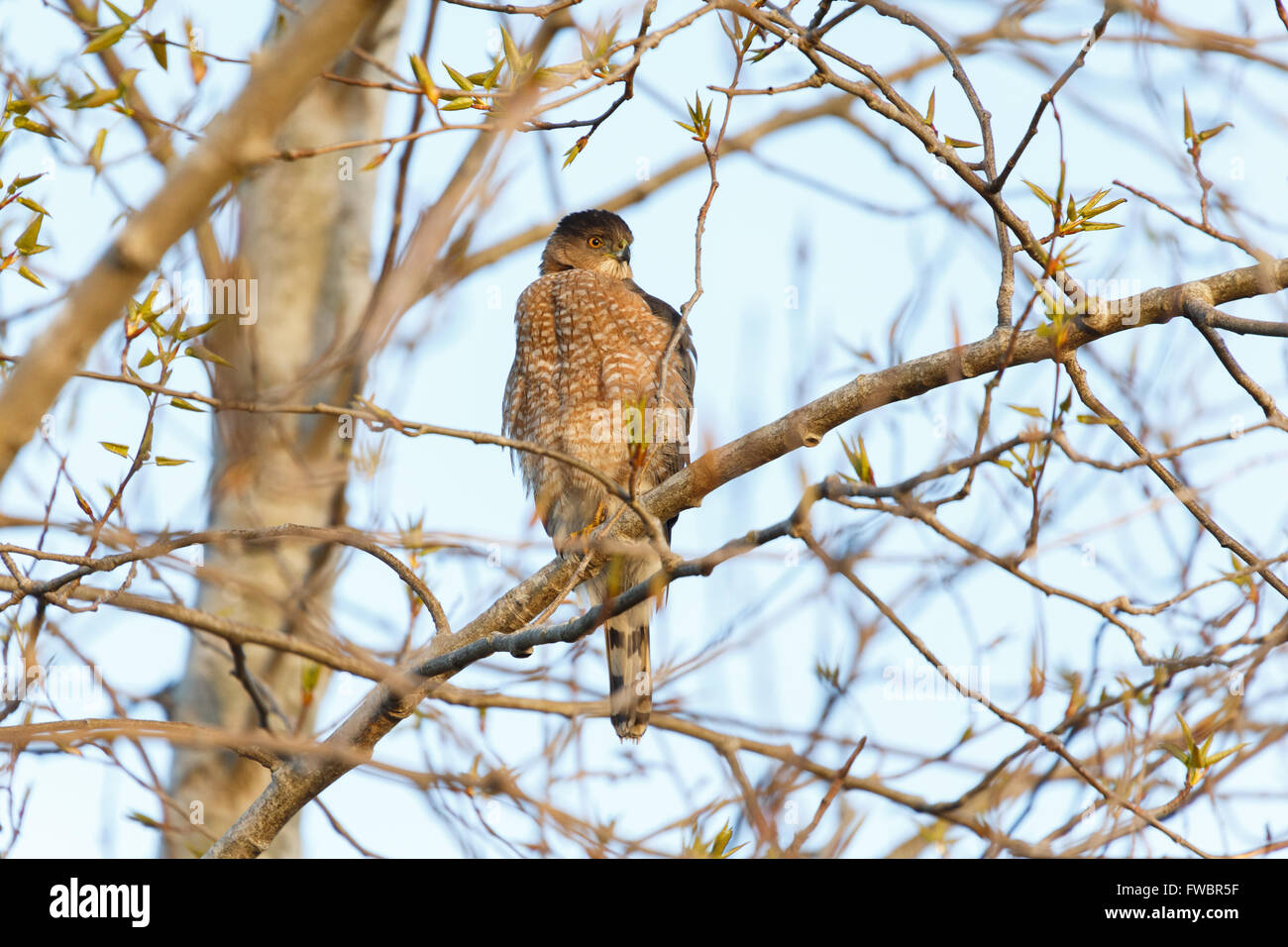 Hawk watching prey hi-res stock photography and images - Alamy