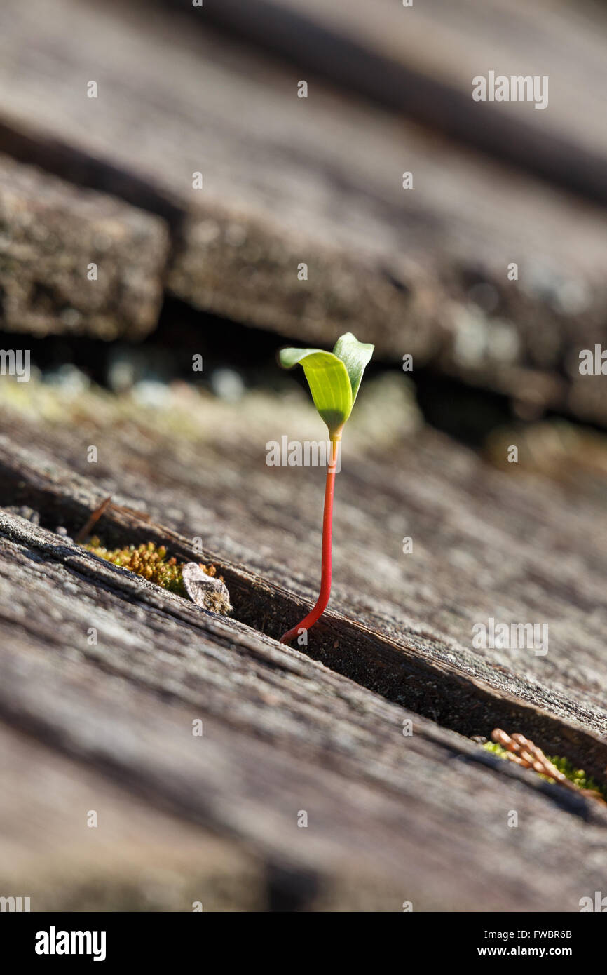 Young sprout in spring, Close up shoot Stock Photo - Alamy