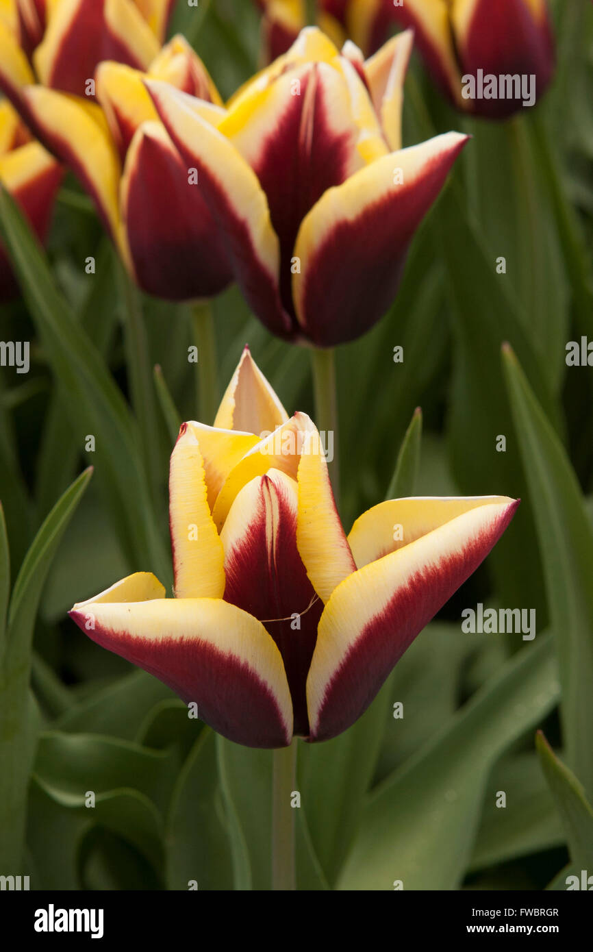 Fancy tulips in yellow and purple with large arching petals Stock Photo ...