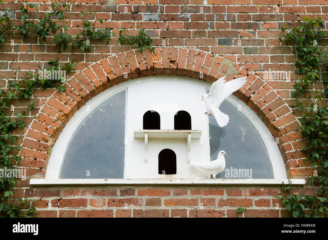 White doves and pigeons on an old wooden dove cot in a country house ...