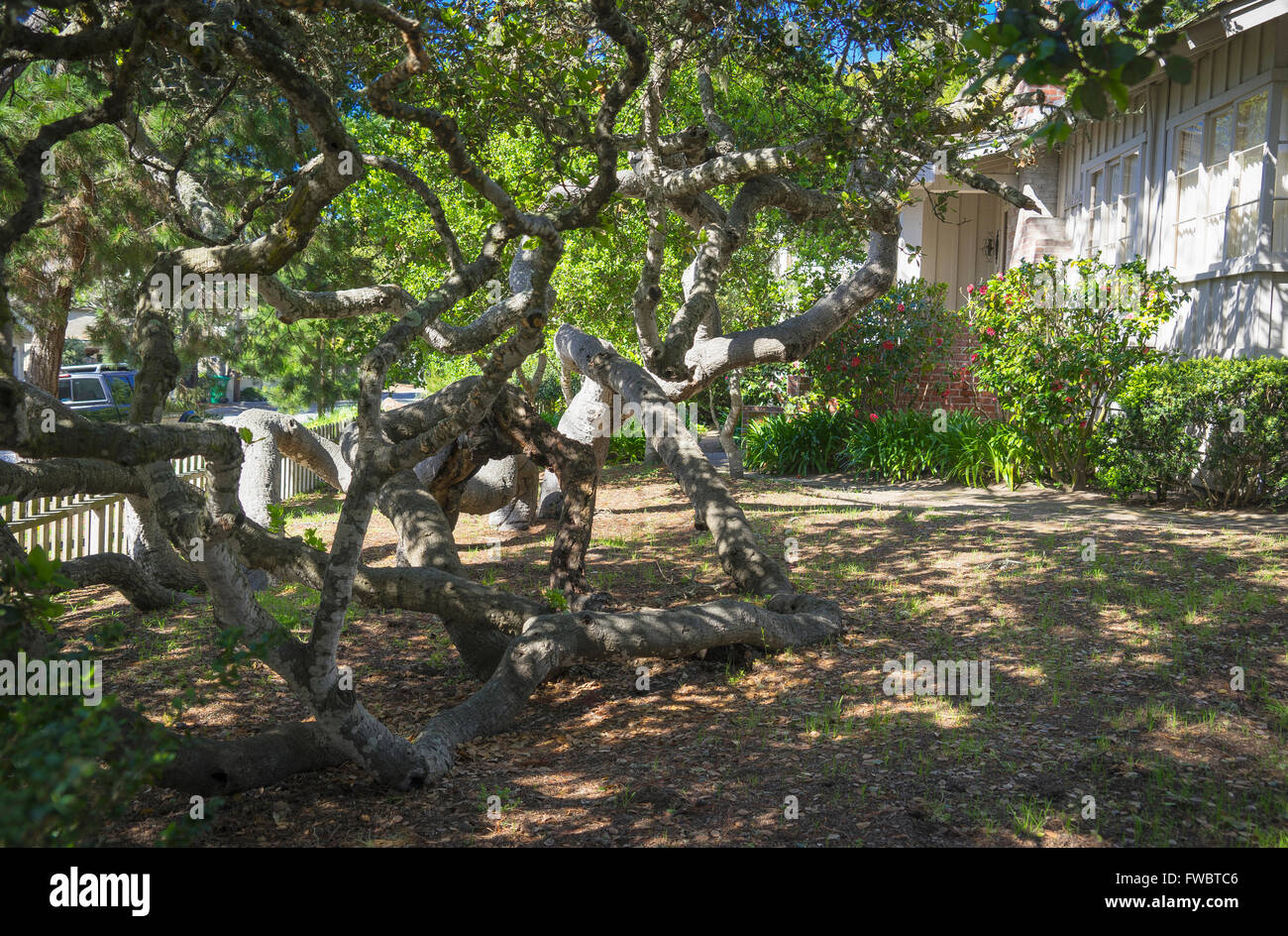Carmel by the sea tree in front of a house,California Stock Photo - Alamy