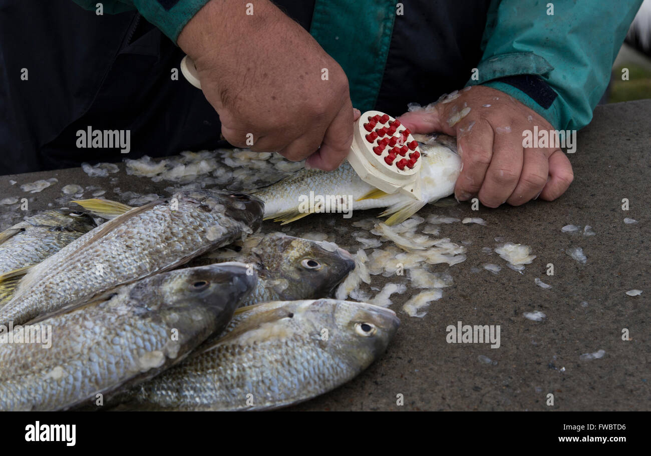 Cleaning scales of fish hi-res stock photography and images - Alamy