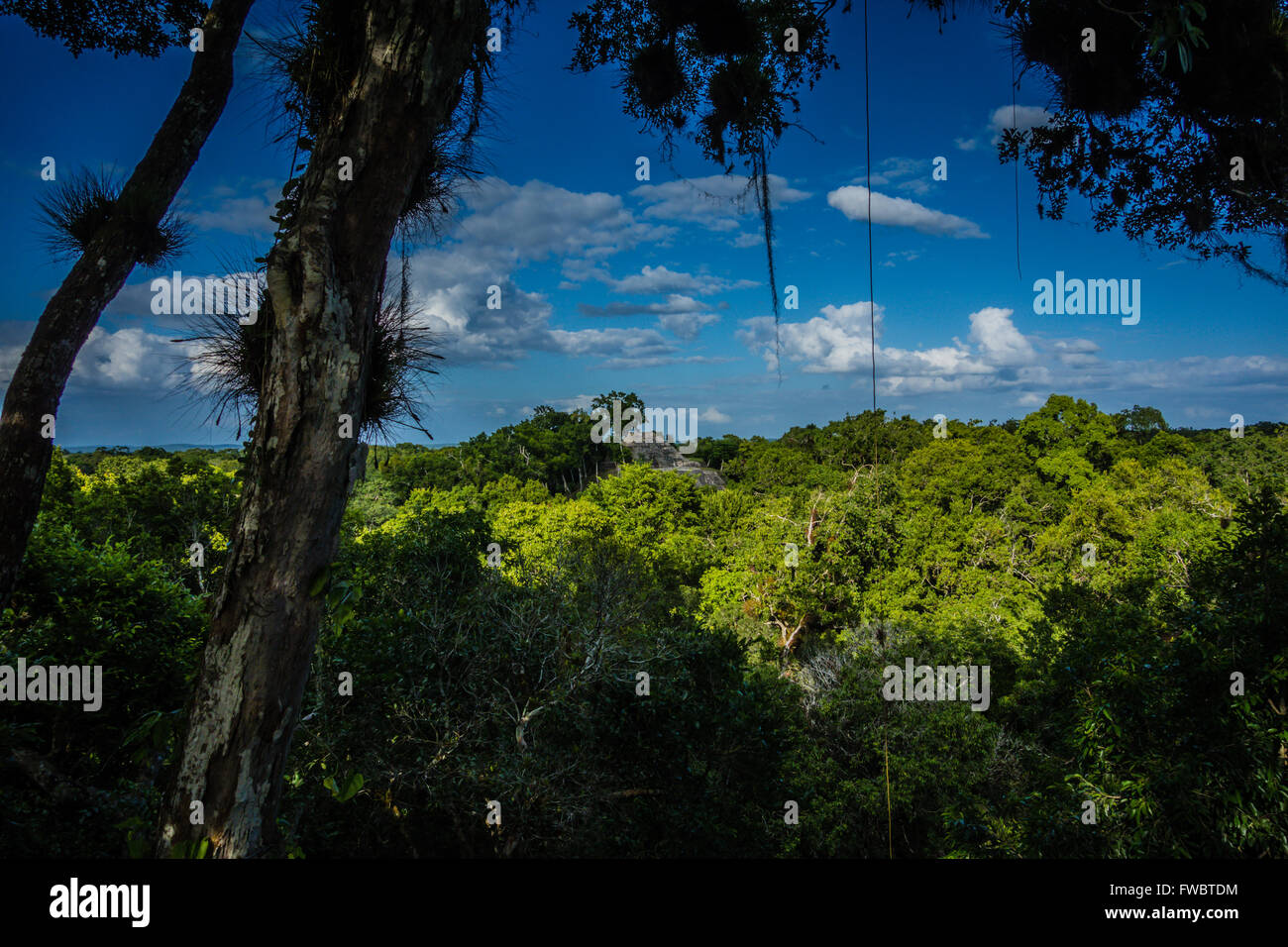 Tikal guatemala forest temple maya mayan temple hi-res stock ...