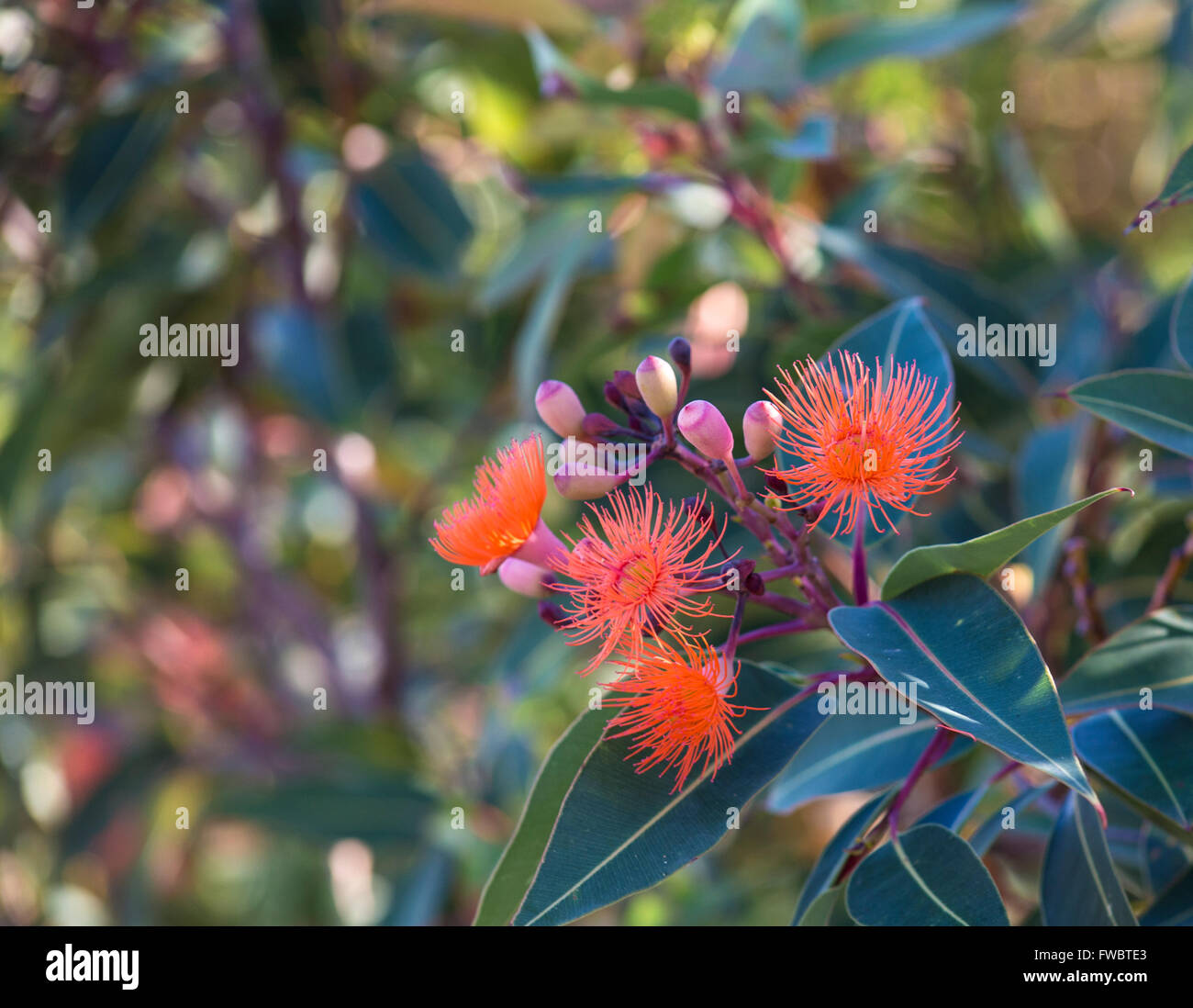 Australian native nuts hi-res stock photography and images - Alamy