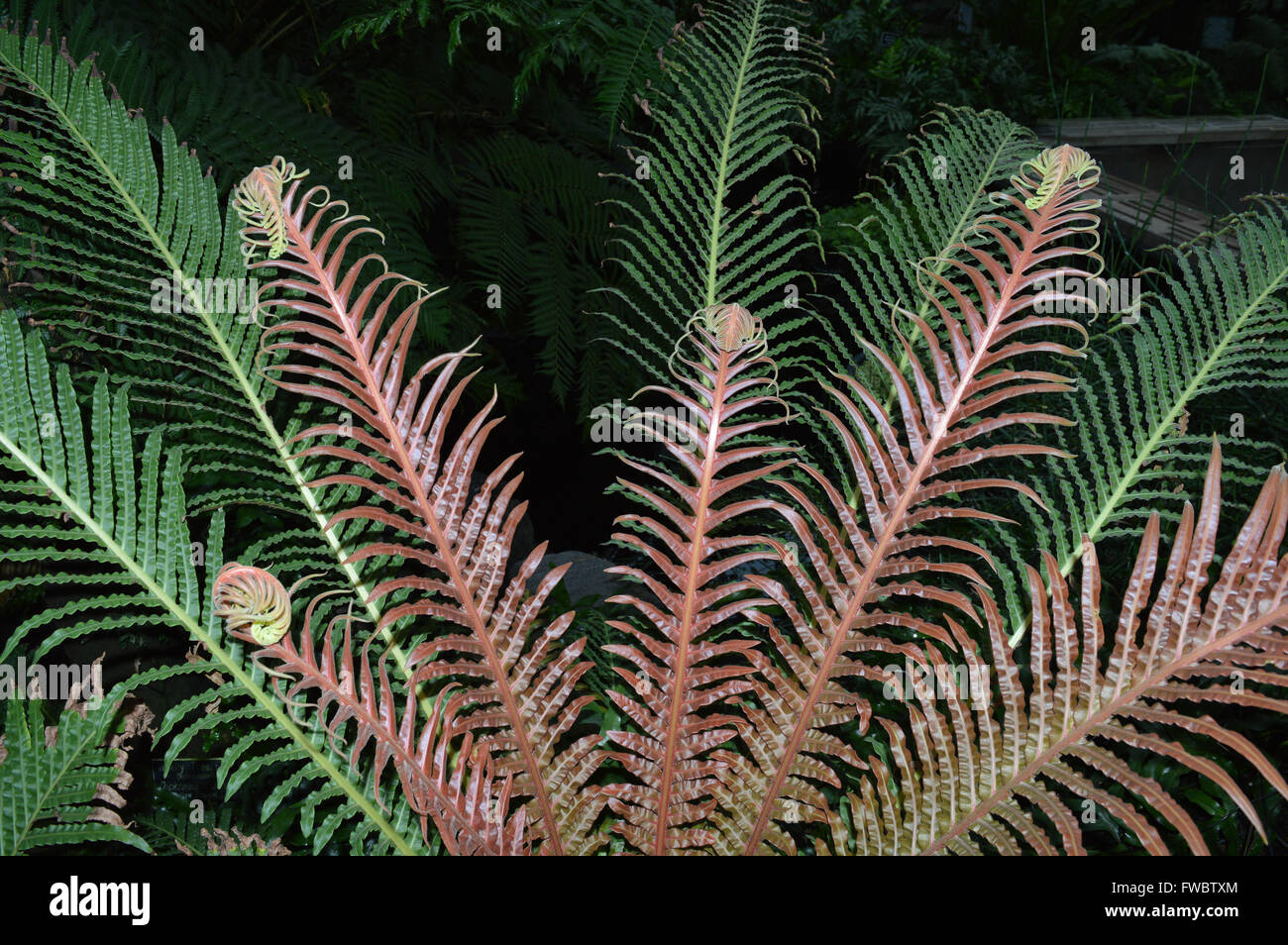 Fern curl hi-res stock photography and images - Alamy