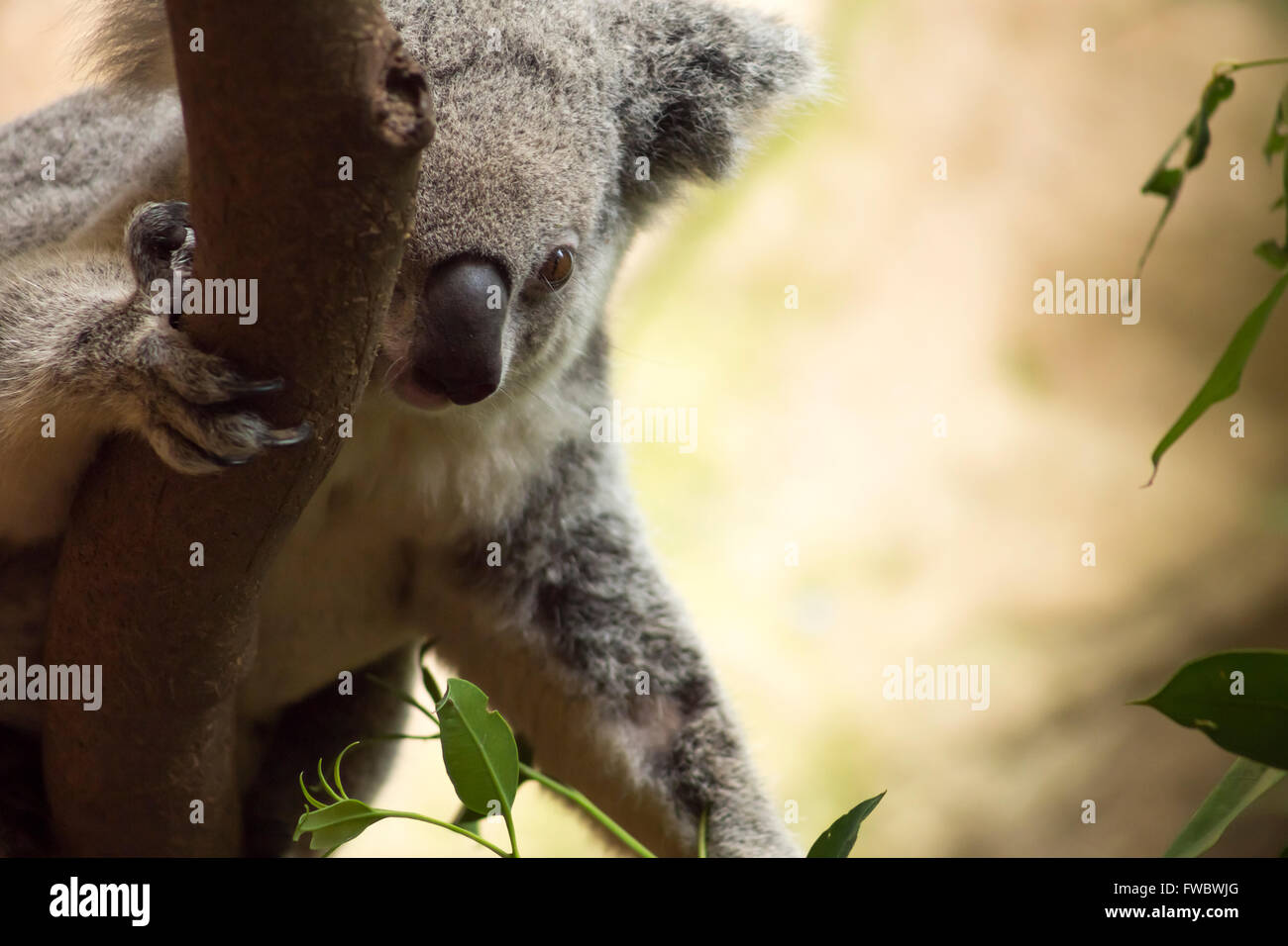 Koala climbing hi-res stock photography and images - Alamy