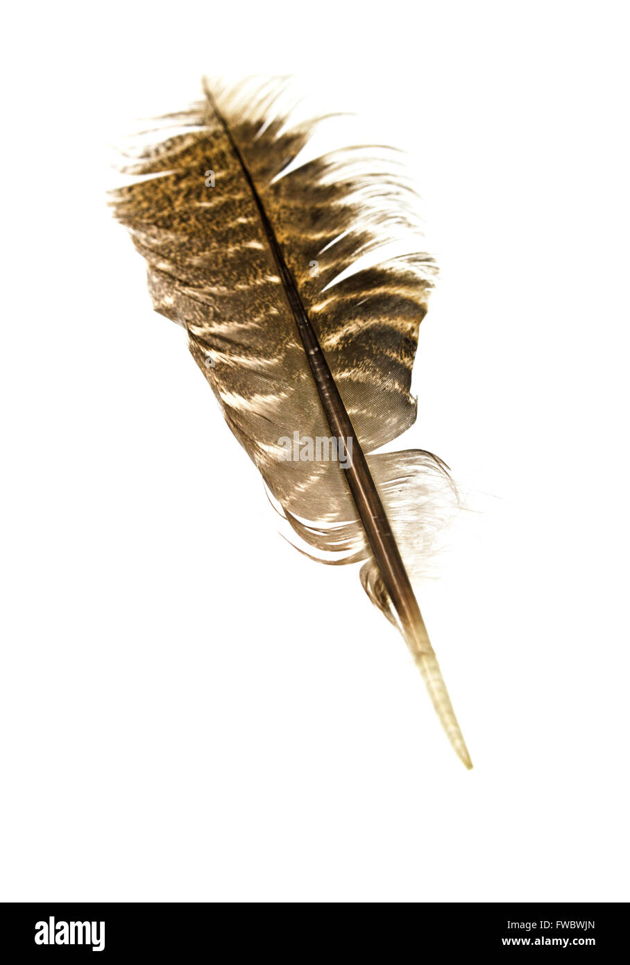 Eastern turkey bird hi-res stock photography and images - Alamy