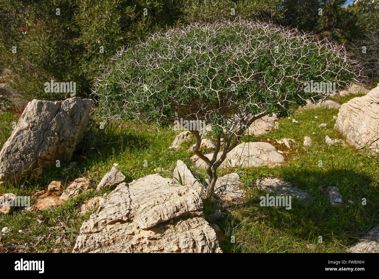 Spike thorn tree hi-res stock photography and images - Alamy