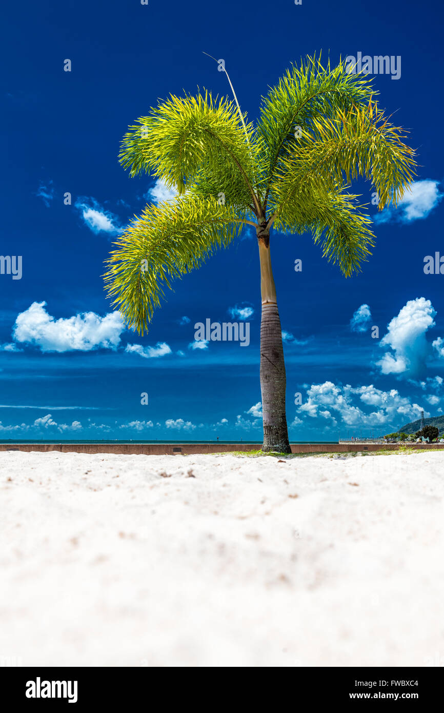 Australia cairns esplanade palm trees hi-res stock photography and ...